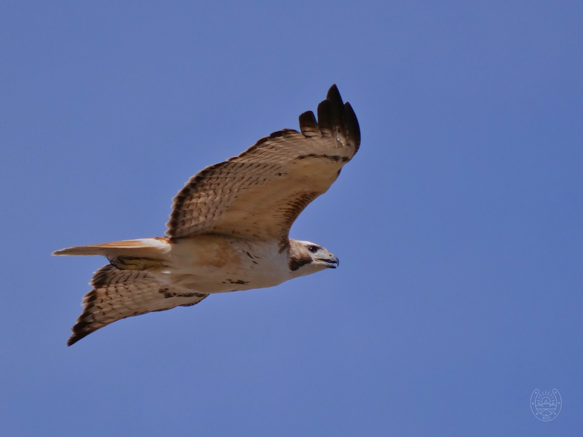 eBird Checklist - 18 Apr 2023 - Holsom Road - 8 species