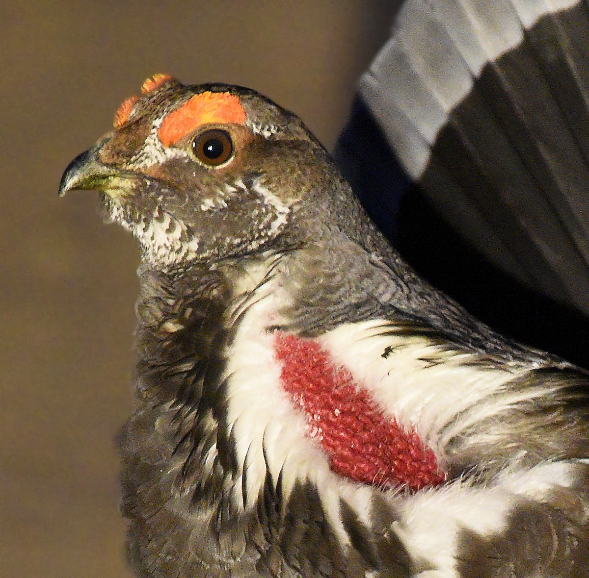eBird Checklist - 17 Apr 2023 - Dusky Grouse Cordova Pass - 1 species
