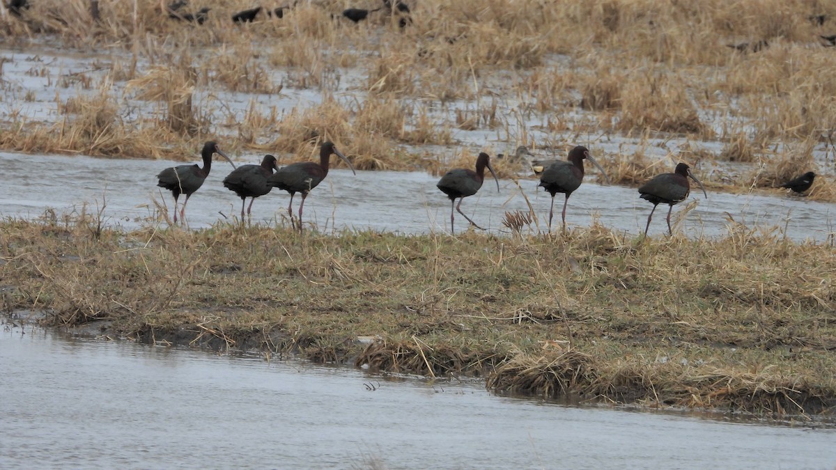 eBird Checklist - 18 Apr 2023 - T243 and 220th Lincoln Co - 21 species