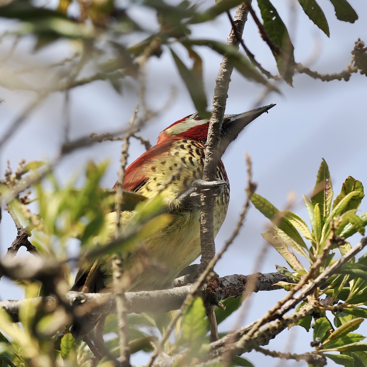 eBird Checklist - 16 Apr 2023 - RNA Chamicero del Perijá—Above Basura ...