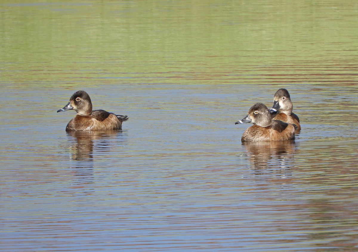 eBird Checklist - 19 Apr 2023 - Hartlen Point - 35 species