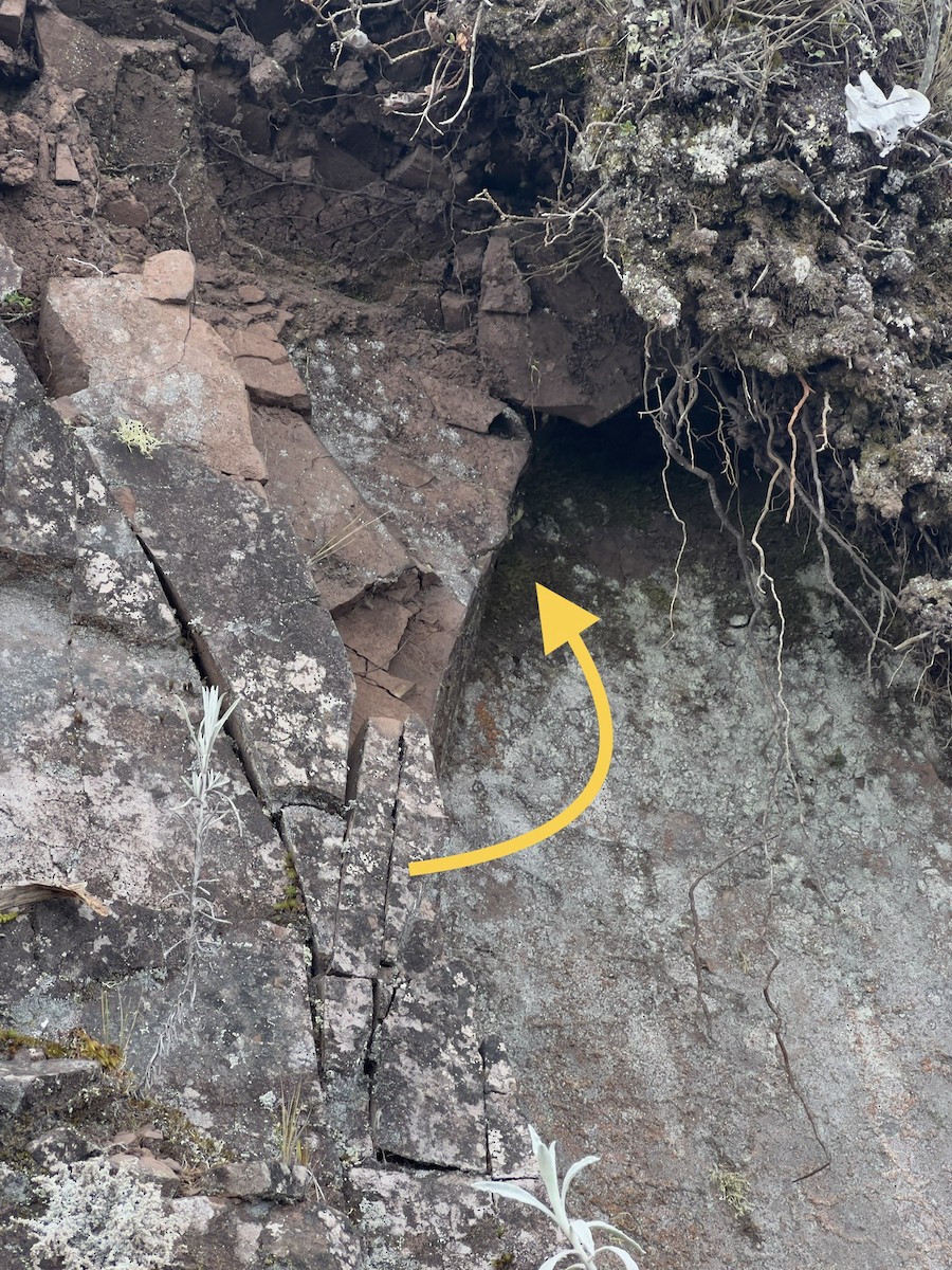 eBird Checklist - 16 Apr 2023 - RNA Chamicero del Perijá—Below Basura ...