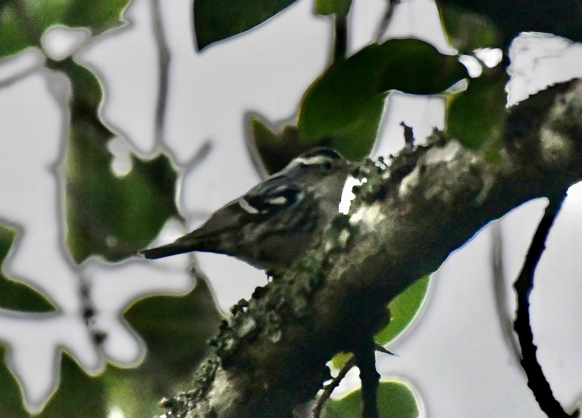 eBird Checklist - 19 Apr 2023 - Loxahatchee NWR - 63 species