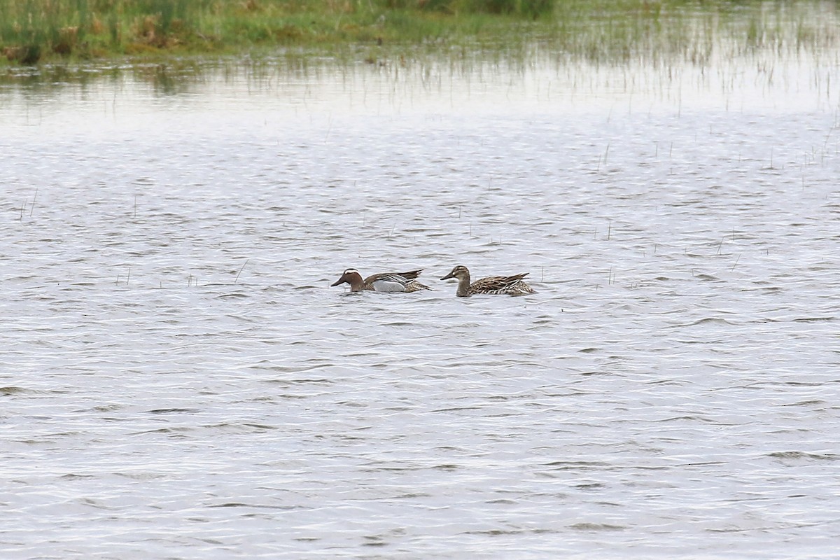 eBird Checklist - 19 Apr 2023 - Burton Mere Wetlands RSPB Reserve - 34 ...