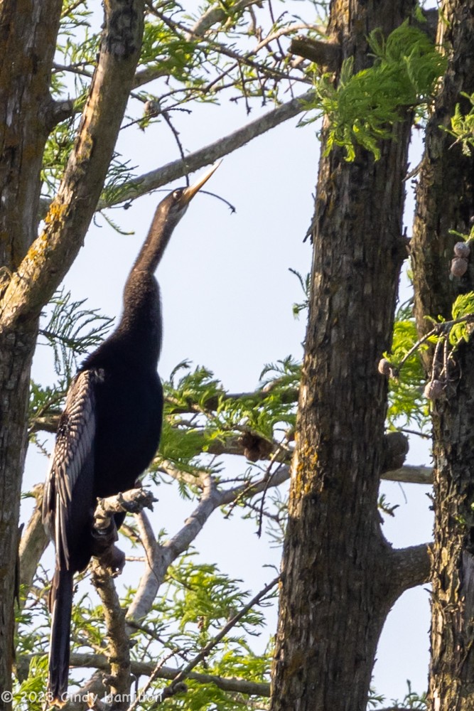 eBird Checklist - 19 Apr 2023 - Stumpy Lake Natural Area - 41 species ...