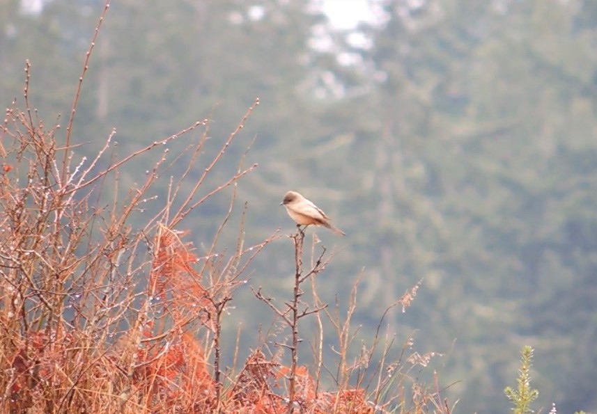 eBird Checklist - 18 Apr 2023 - Mima Mounds Natural Area - 13 species