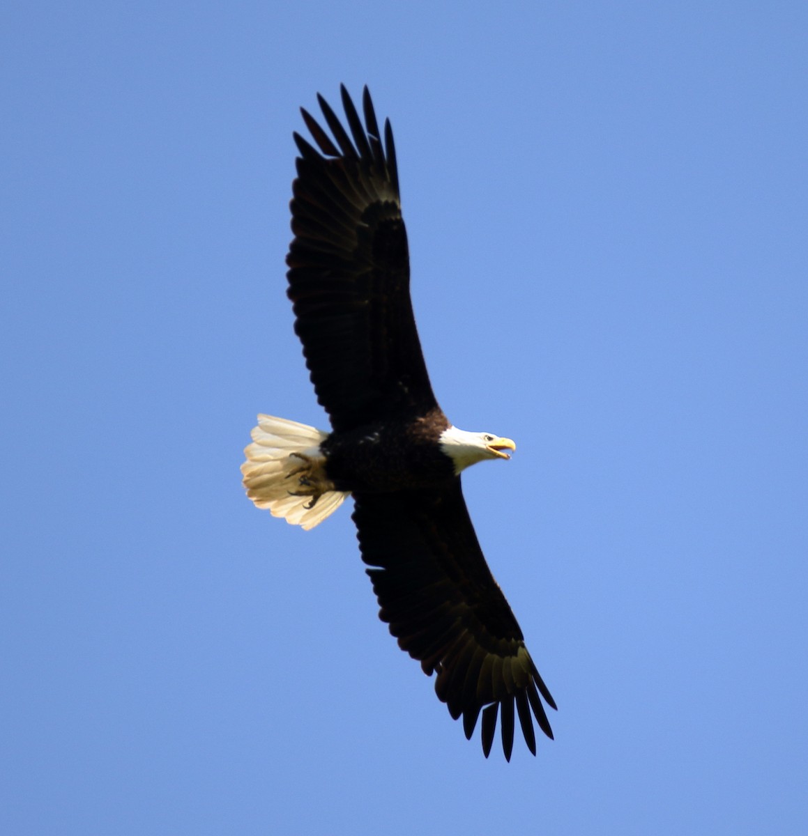 Maryland-DC Breeding Bird Atlas Checklist - 19 Apr 2023 - Susquehanna ...