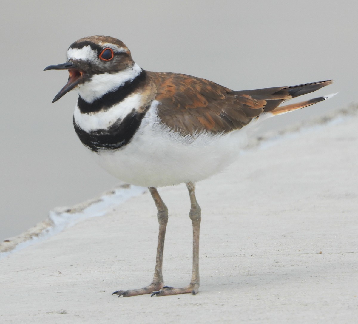 eBird Checklist - 19 Apr 2023 - Dallas Southside WTP - 41 species (+2 ...