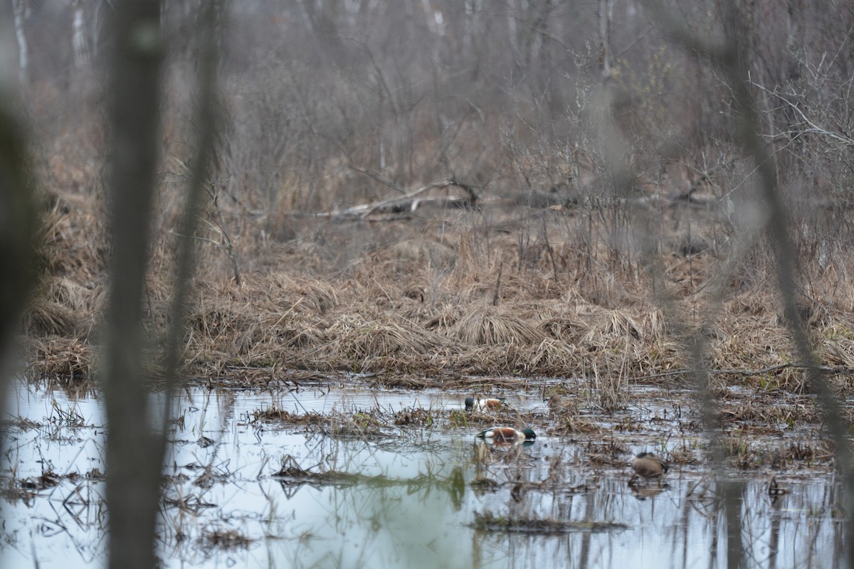 eBird Checklist - 19 Apr 2023 - Fish Lake SWA (general) - 31 species ...