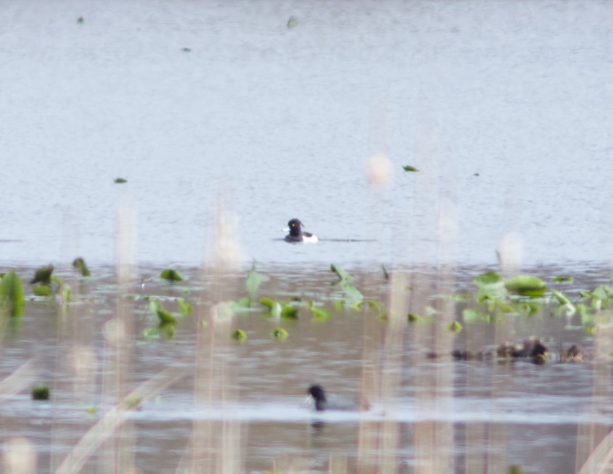 eBird Checklist - 19 Apr 2023 - Presque Isle SP (IBA) - 85 species (+1 other taxa)