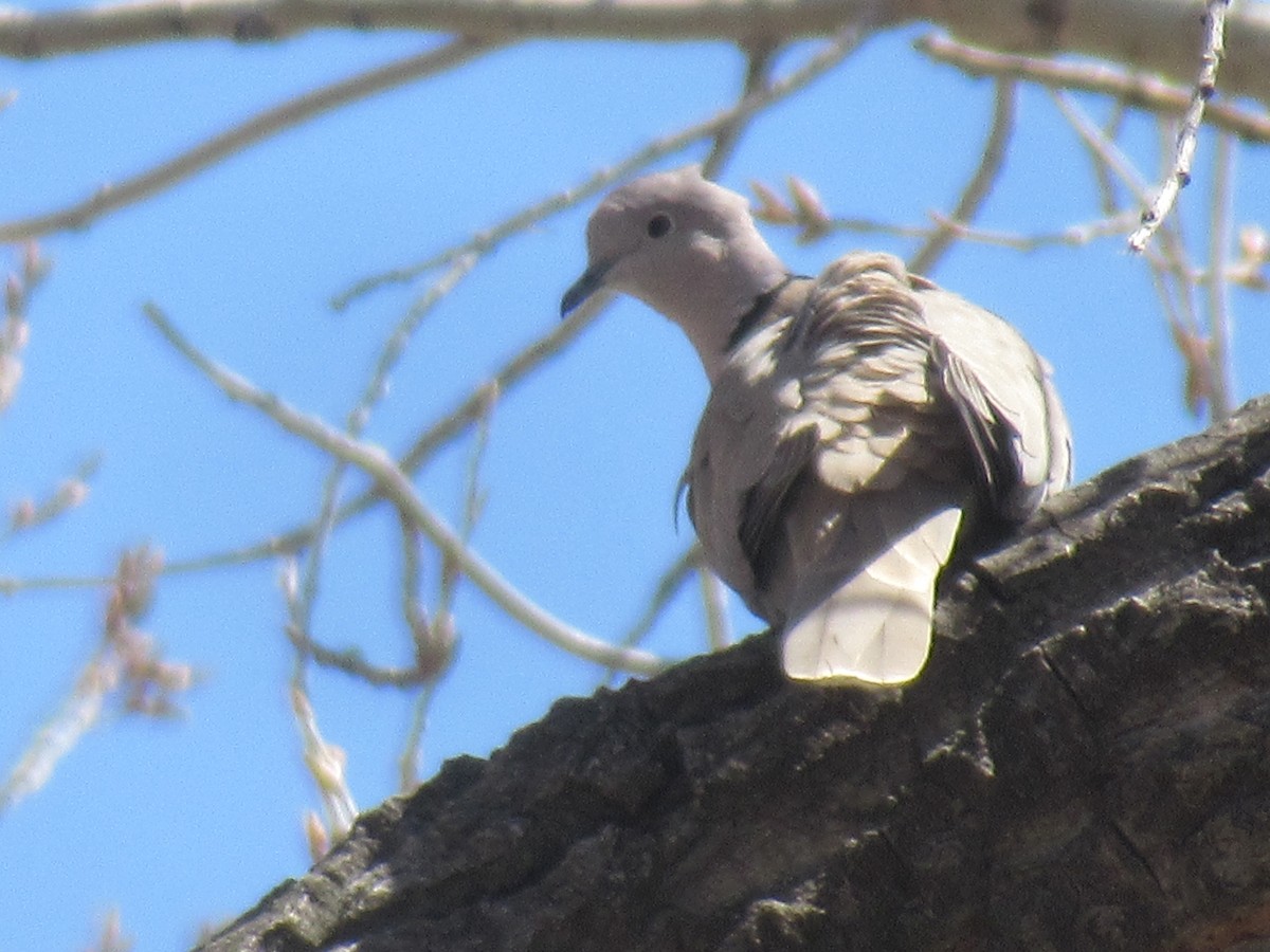 eBird Checklist - 16 Apr 2023 - Pawnee NG--Crow Valley CG - 11 species ...