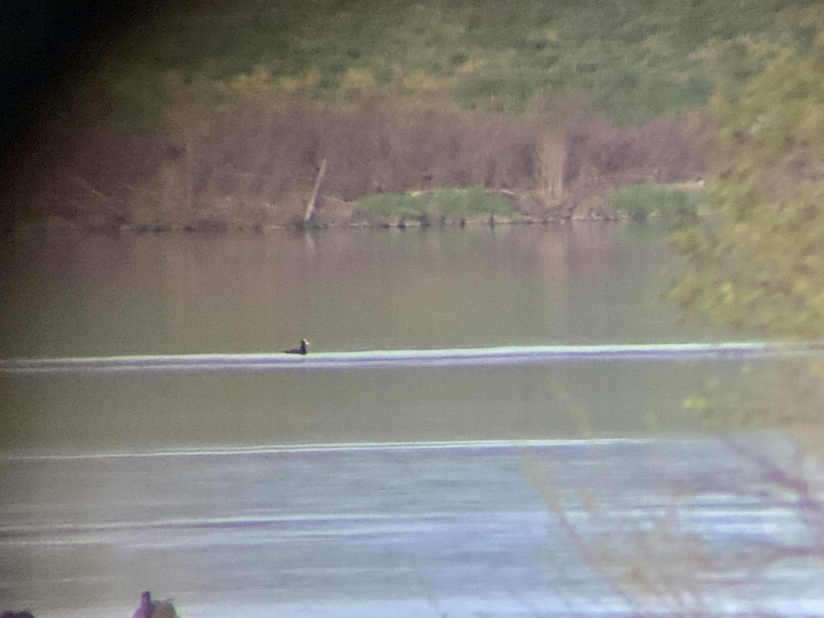 eBird Checklist - 19 Apr 2023 - Faylor Lake - 30 species