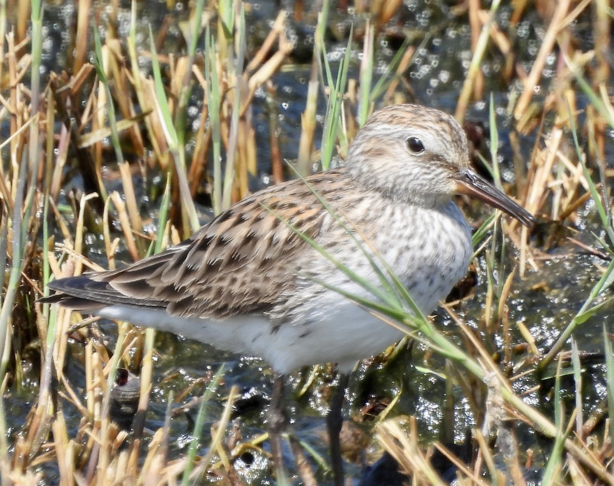 eBird Checklist - 19 Apr 2023 - Tuna Rd, Bolivar - 27 species