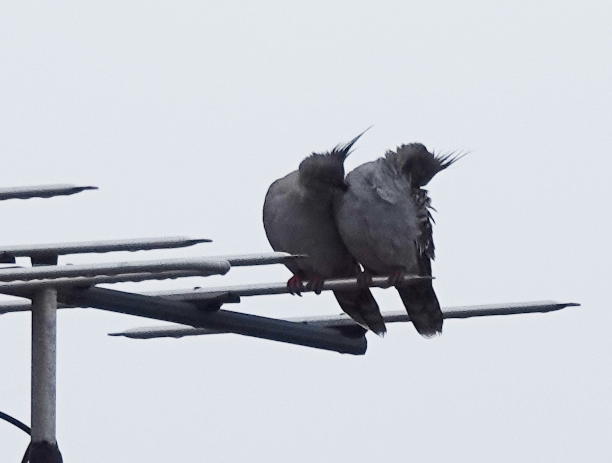 eBird Checklist - 20 Apr 2023 - Taren Point Shorebird Reserve - 15 species