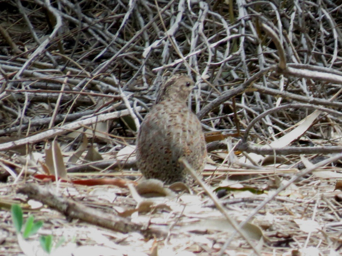 eBird Australia Checklist - 20 Apr 2023 - Sandy Camp Road Wetlands - 58 ...