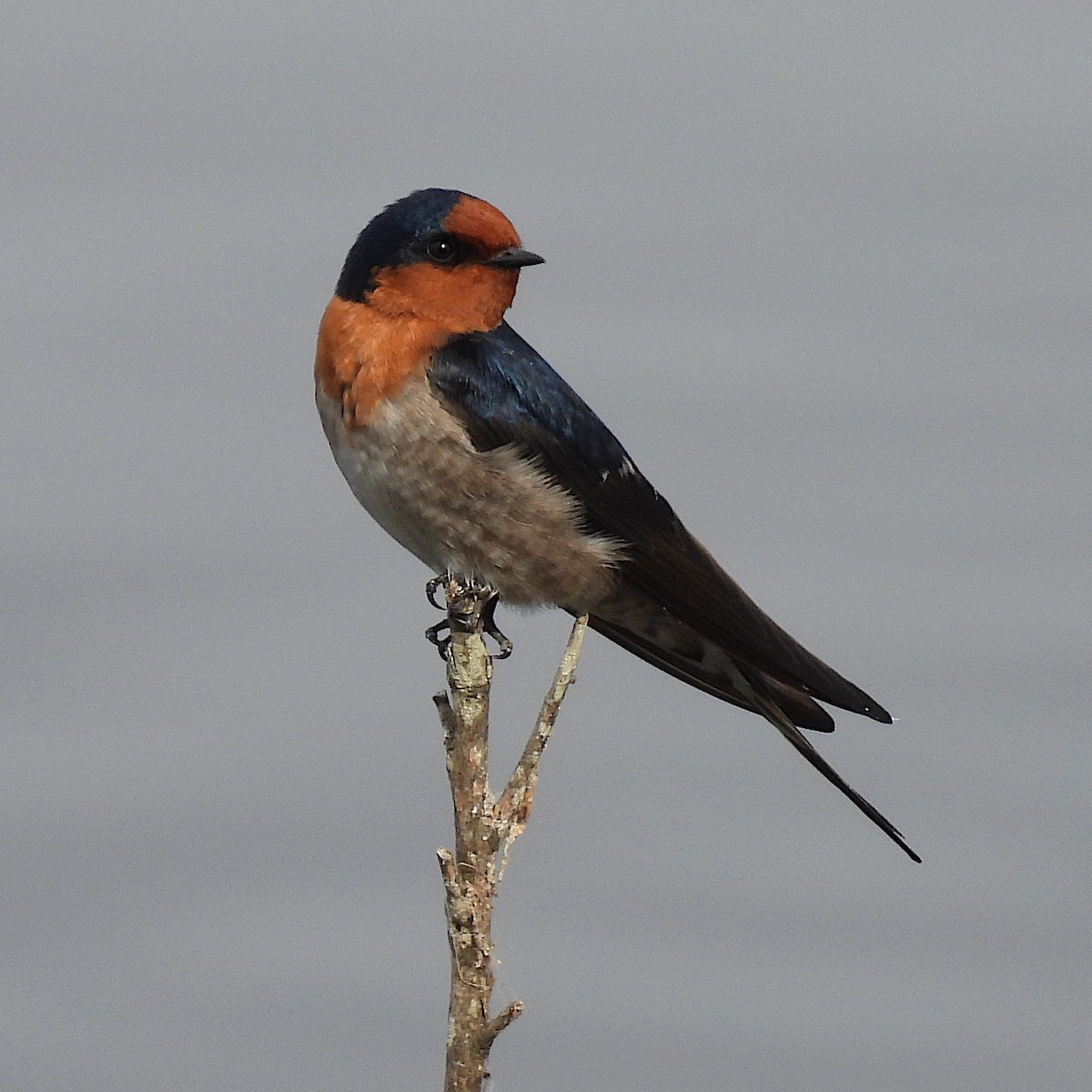 eBird Checklist - 19 Apr 2023 - Atkinsons Dam - 44 species
