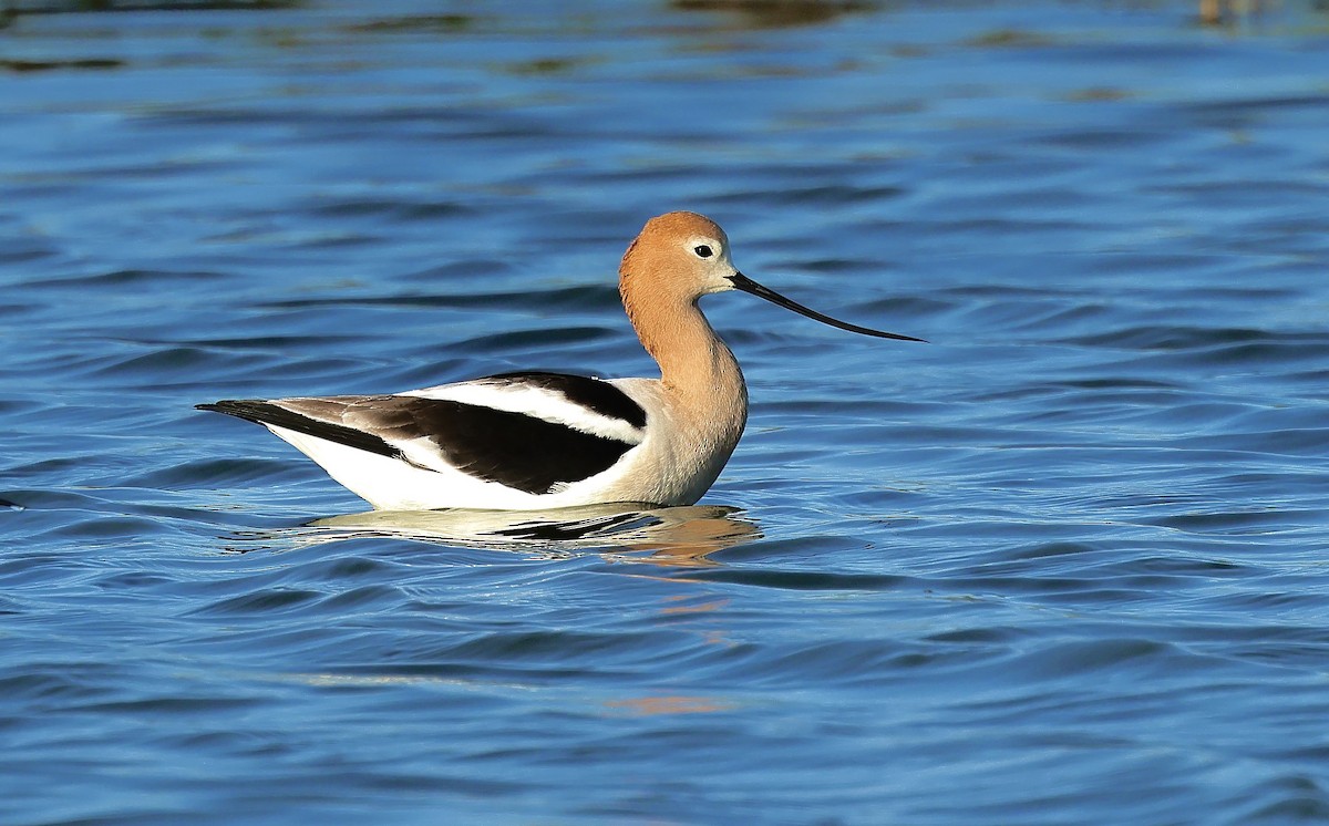 eBird Checklist - 19 Apr 2023 - Nichols Rd. Marsh and Bay Access - 41 ...
