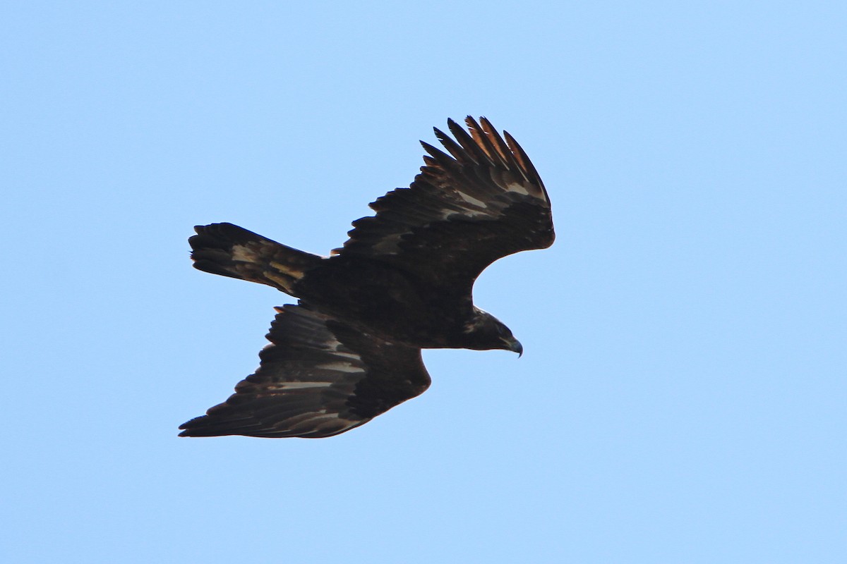 eBird Québec Checklist - 19 Apr 2023 - PN du Bic--Belvédère Raoul-Roy ...