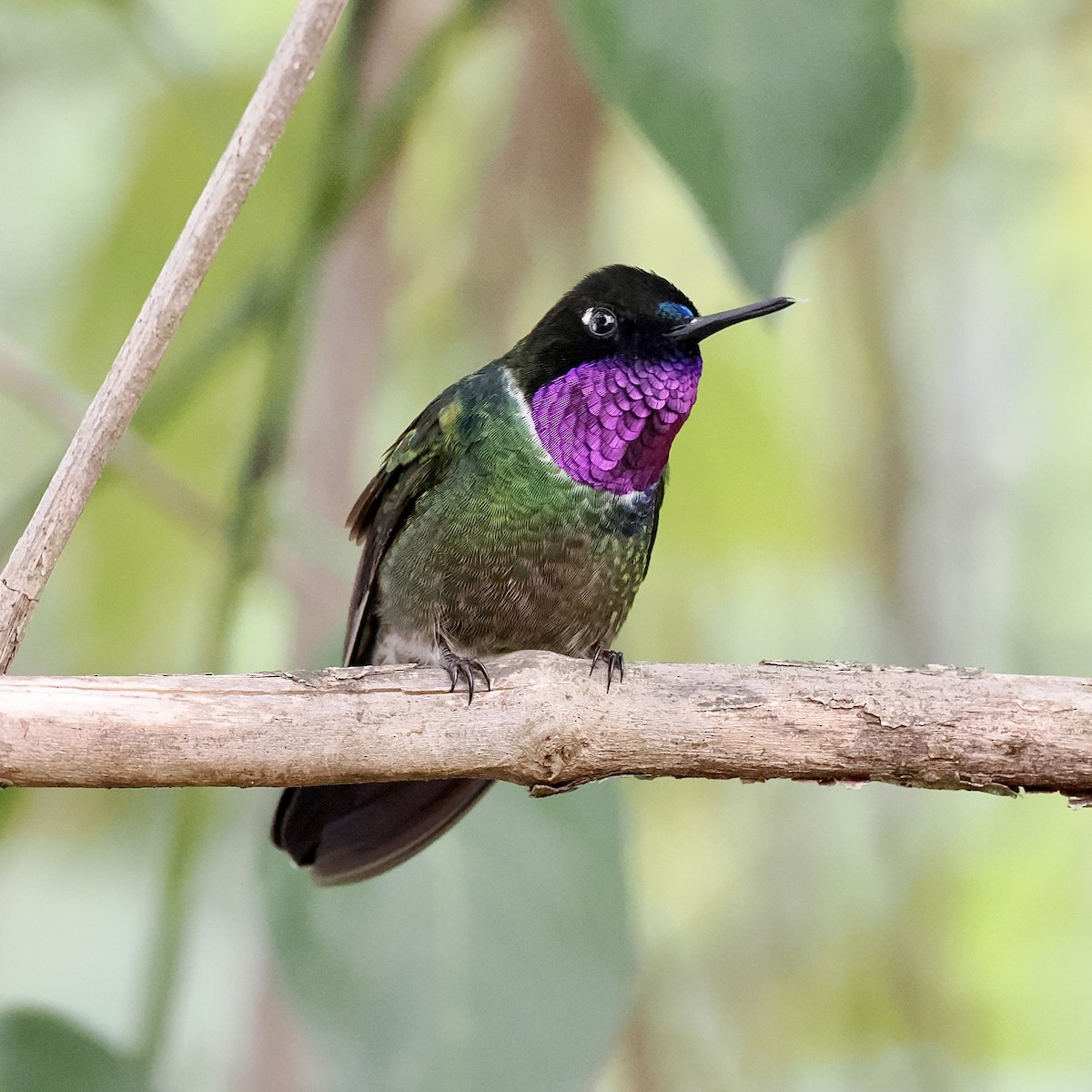 eBird Checklist - 15 Apr 2023 - RNA Chamicero del Perijá--Lodge - 8 species