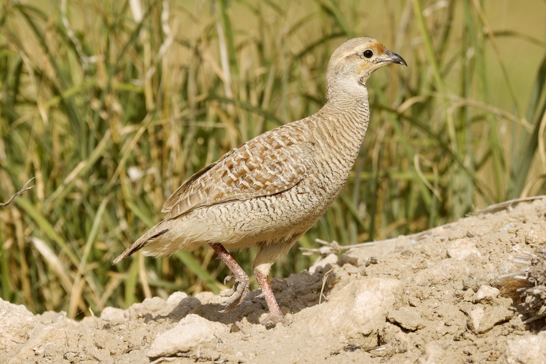 eBird Checklist - 15 Apr 2023 - Al Maha Forest--Pivot Fields (no access ...