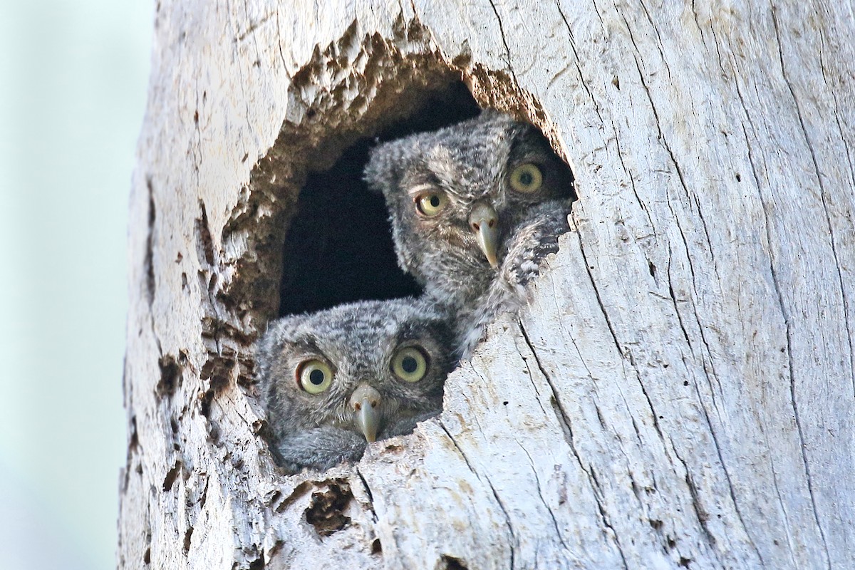 eBird Checklist - 18 Apr 2023 - Cedar Point Environmental Park - 19 species