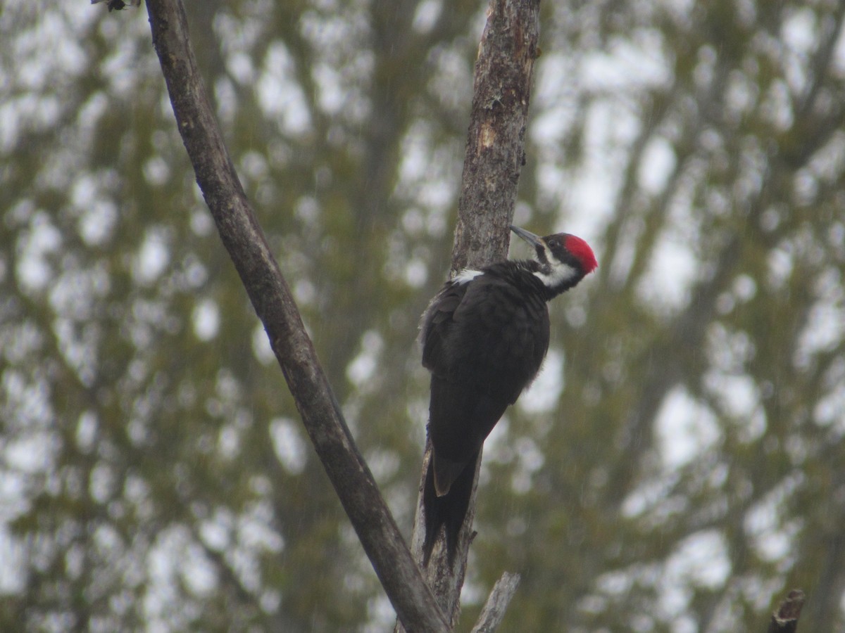 eBird Checklist - 20 Apr 2023 - Frenchman's Bar Regional Park - 47 species