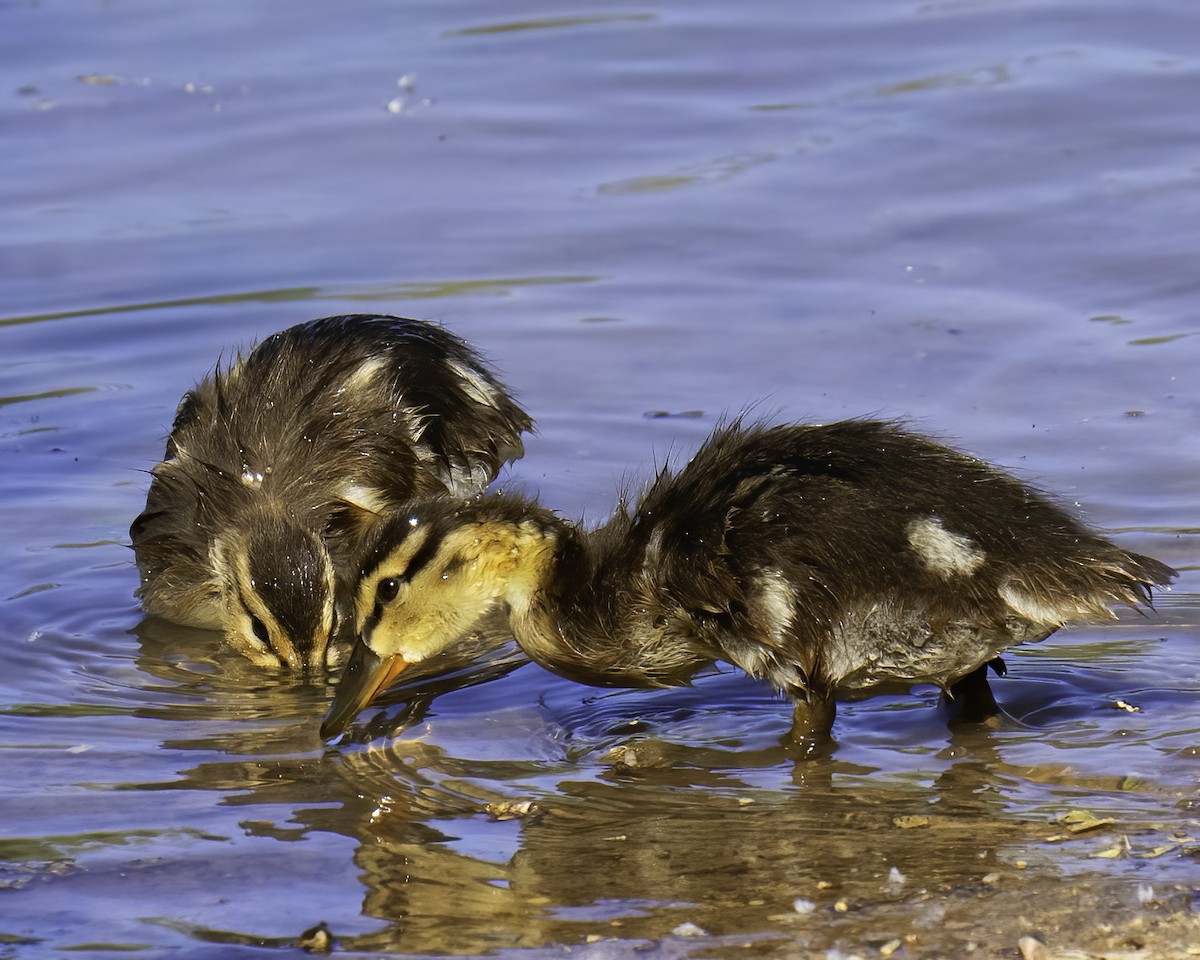 eBird Checklist - 15 Apr 2023 - Riparian Preserve at Gilbert Water ...