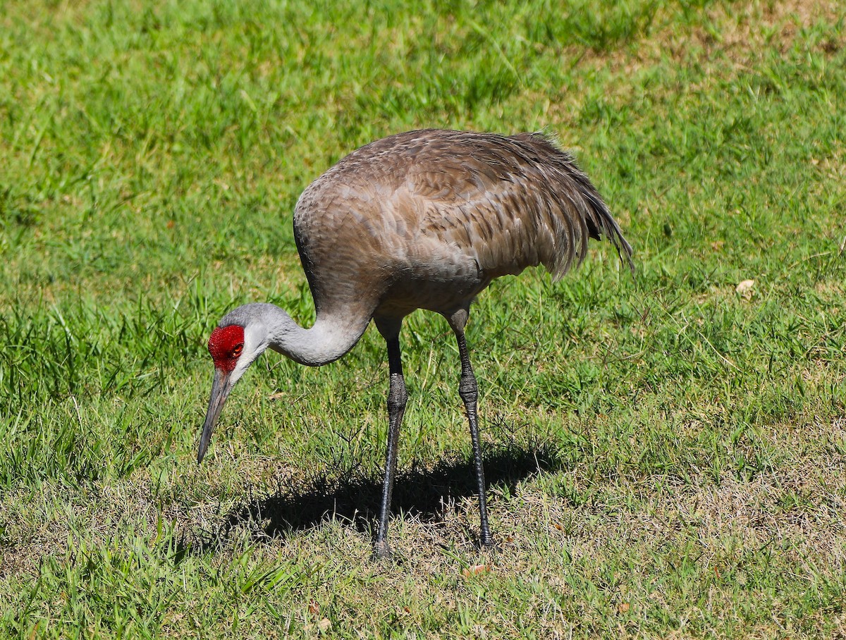 eBird Checklist - 18 Apr 2023 - Brownie Wise Park - 41 species (+2 ...