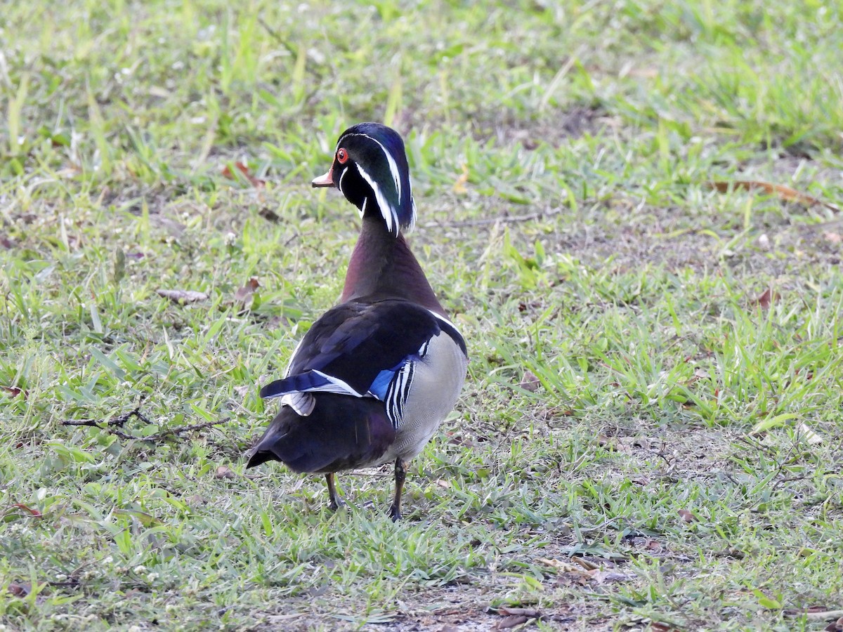 eBird Checklist - 20 Apr 2023 - Peaceful Waters Sanctuary - 42 species