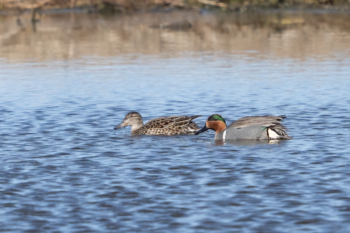 eBird Checklist - 19 Apr 2023 - Parker River NWR - 45 species