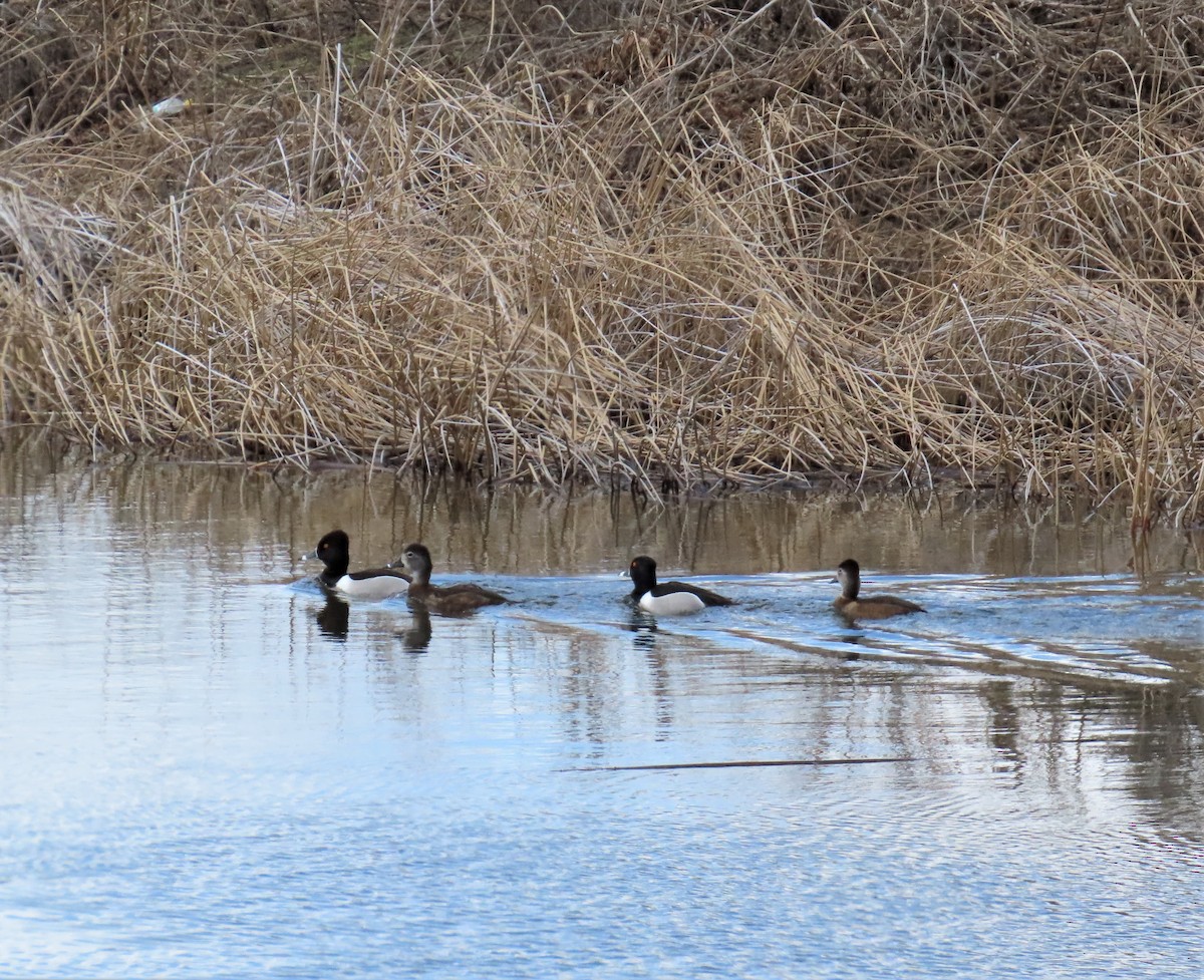 eBird Checklist - 20 Apr 2023 - Carey Lake WMA - 14 species