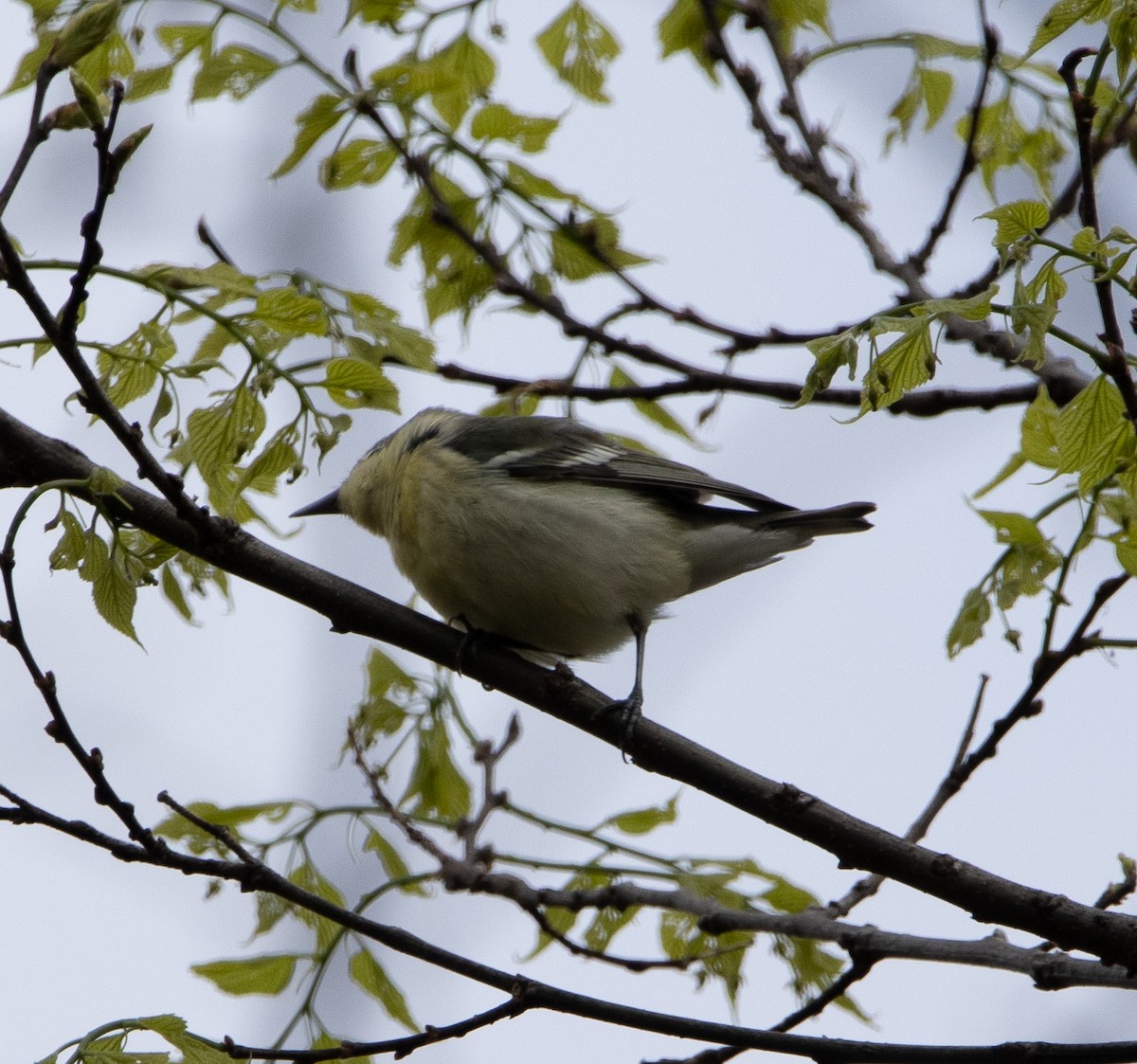 eBird Checklist - 20 Apr 2023 - Fontenelle Forest--Uplands South - 30 ...