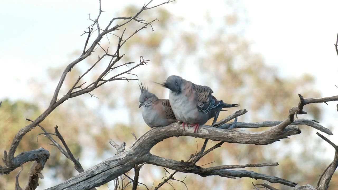 ML560593621 - Crested Pigeon - Macaulay Library