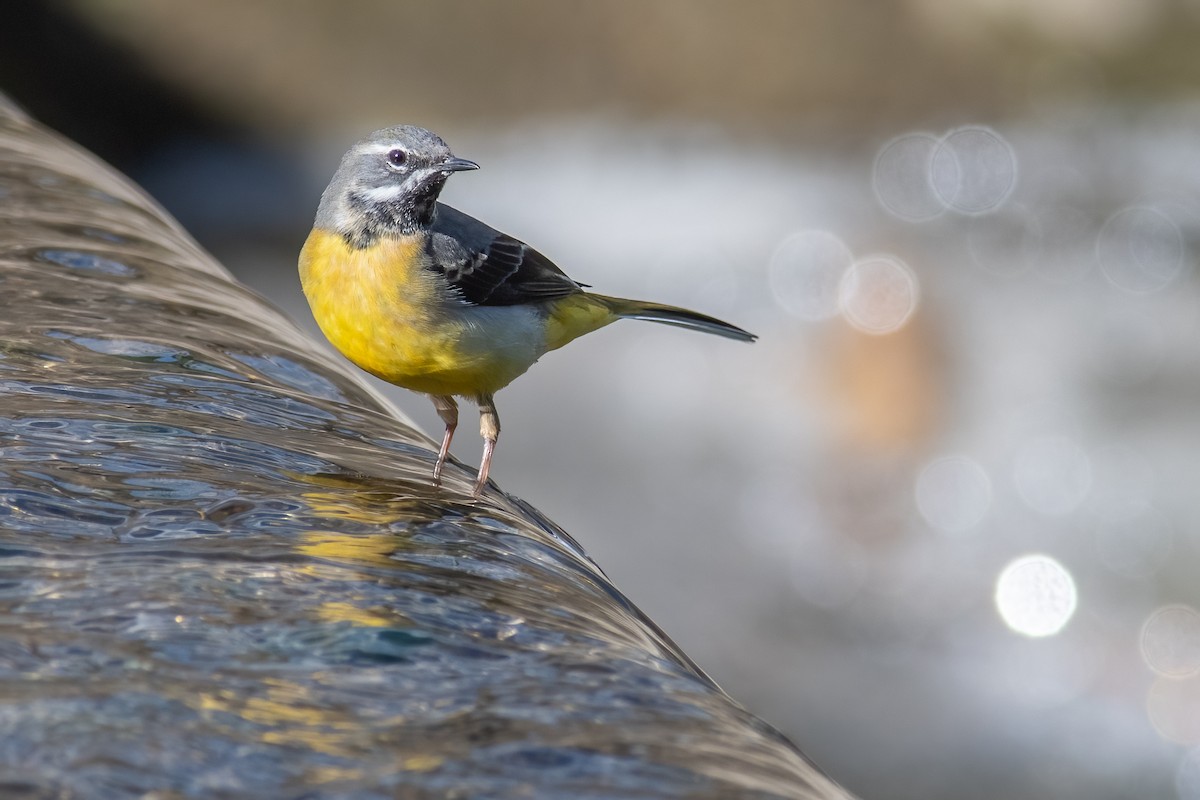 eBird Checklist - 13 Apr 2023 - Byron's Pool LNR - 3 species