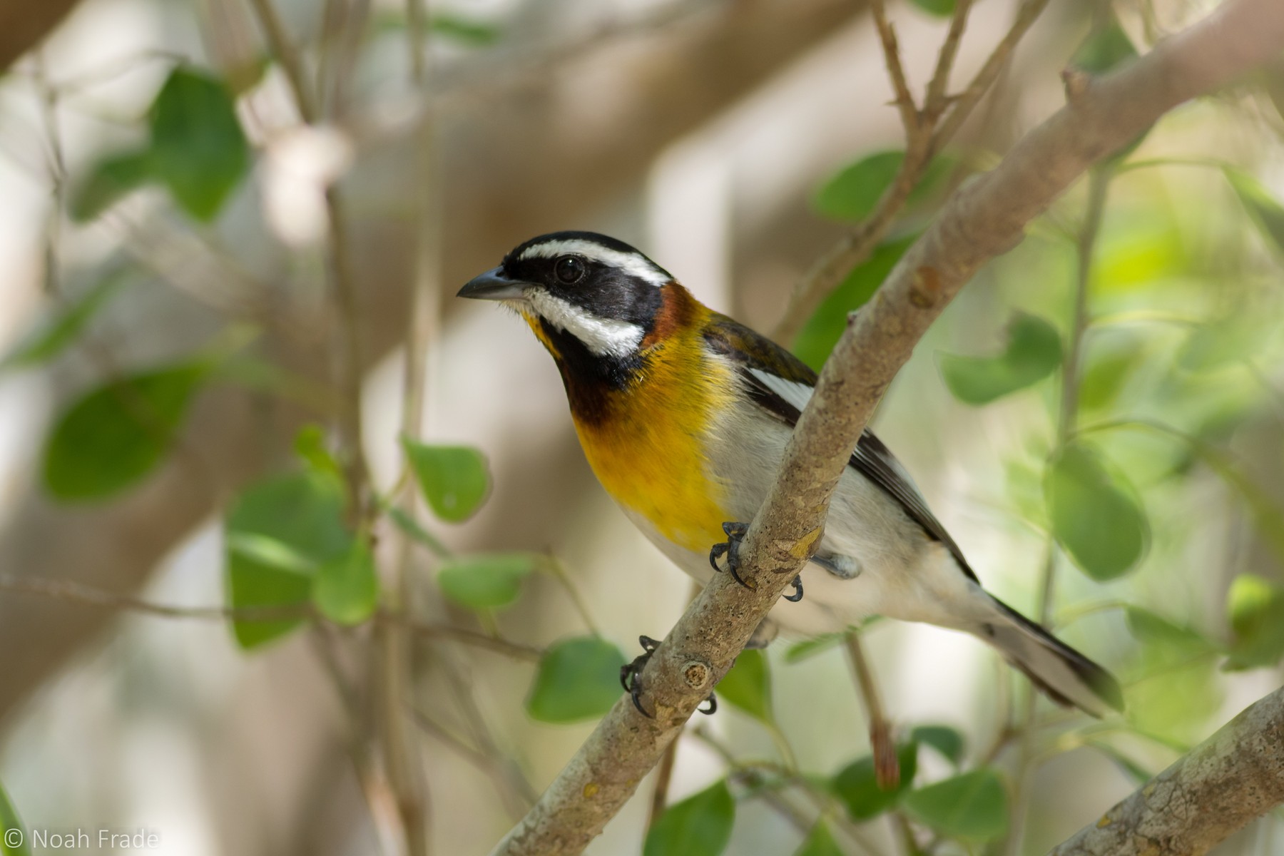 Western Spindalis (Bahamas Green-backed) - eBird