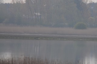 Illustrated Checklist - Lytchett Fields RSPB Reserve--Rock Lea ...