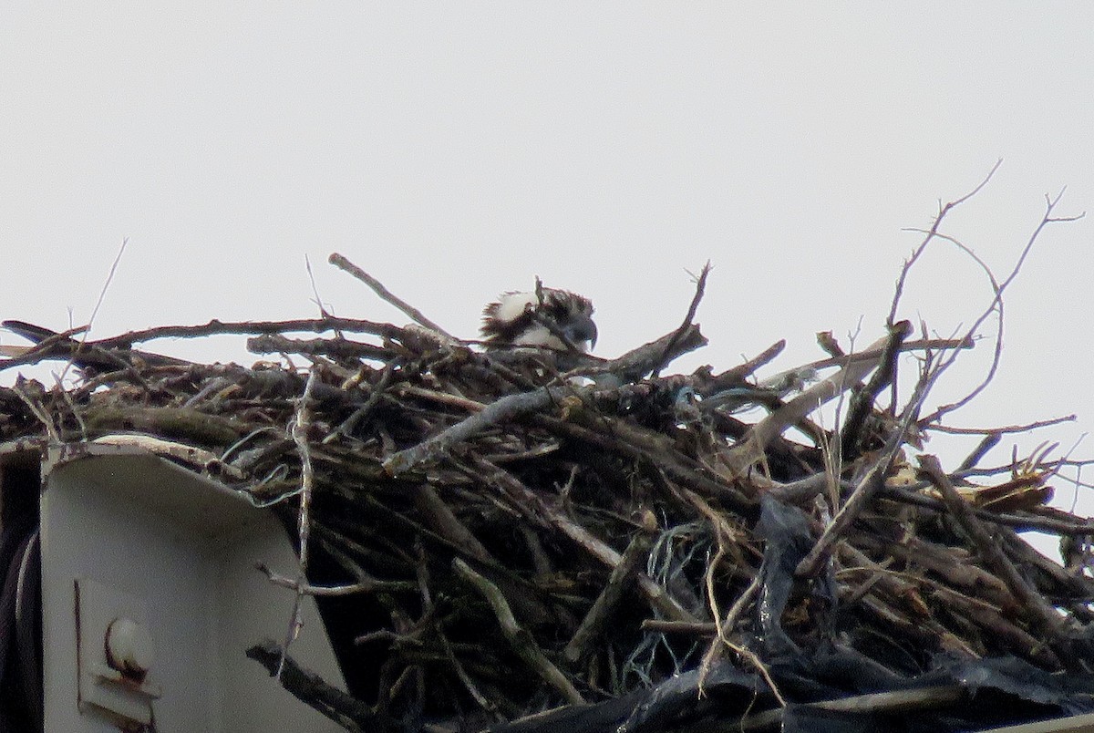 eBird Checklist - 21 Apr 2023 - Osprey Quarry - 14 species