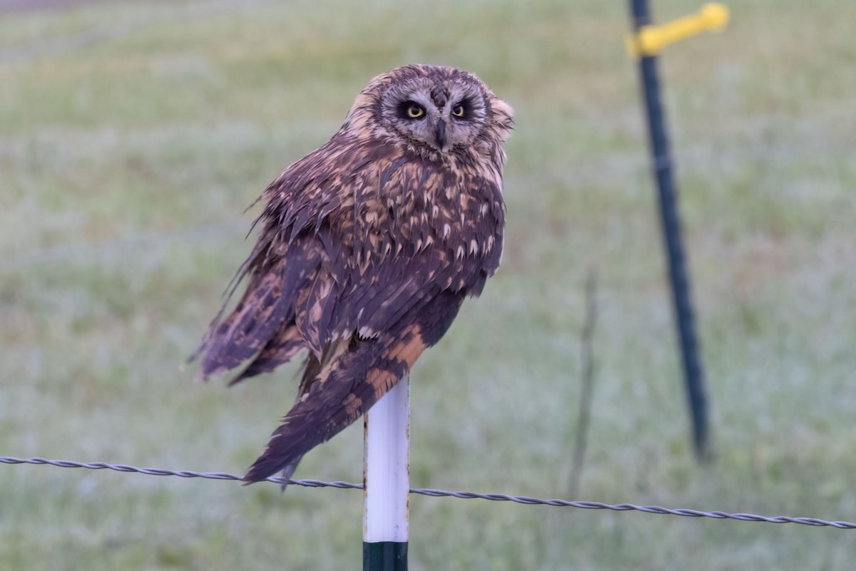 eBird Checklist - 21 Apr 2023 - Williamson CR 346 - 8 species