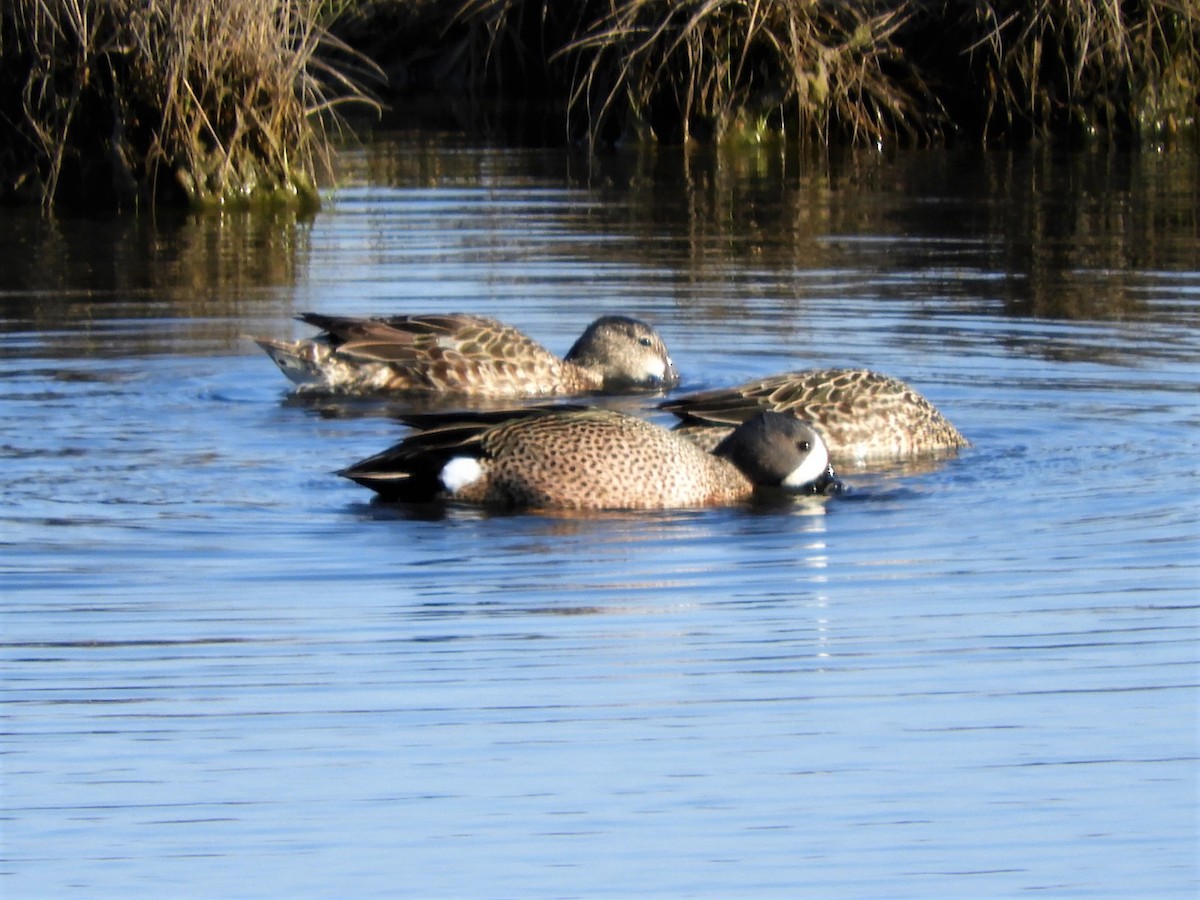 New York Breeding Bird Atlas Checklist - 21 Apr 2023 - Lido Beach ...