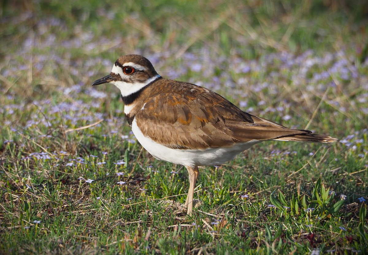 eBird Checklist - 21 Apr 2023 - Heckscher SP, East Islip - 61 species