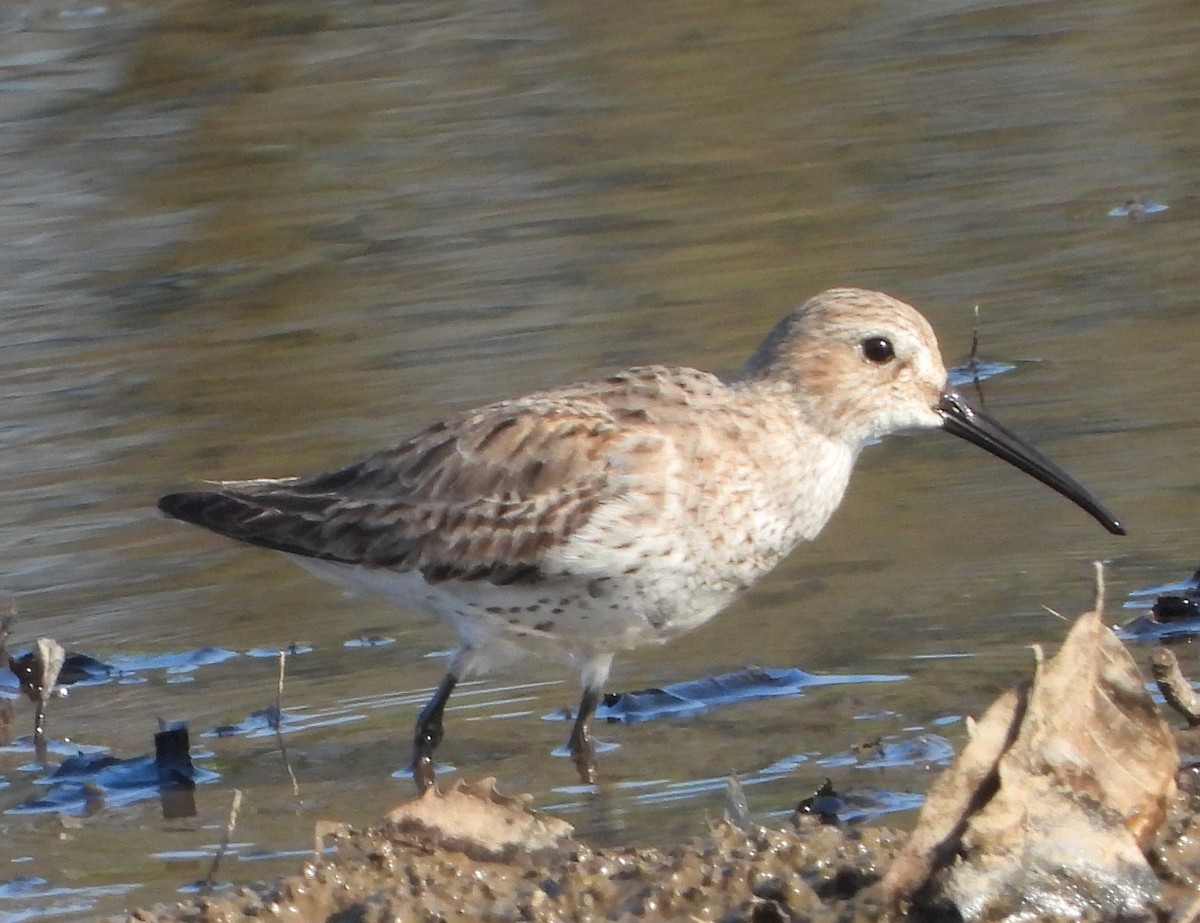 eBird Checklist - 16 Apr 2023 - Mammoth Park - 18 species