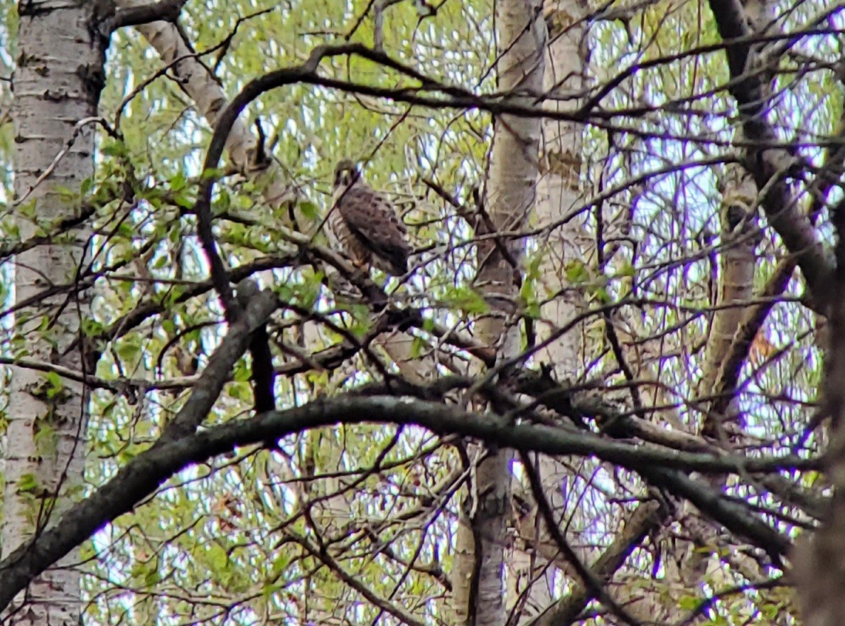 eBird Checklist - 20 Apr 2023 - Mendon Ponds Park--Quaker Pond Trail ...