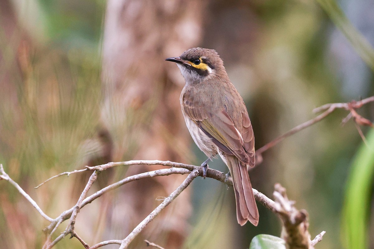 eBird Checklist - 20 Apr 2023 - Tinchi Tamba Wetlands Reserve - 33 species