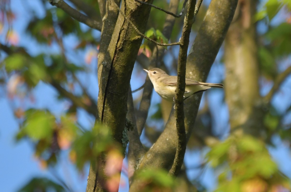 eBird Checklist - 21 Apr 2023 - Silver Lake Park/Nature Center - 48 ...