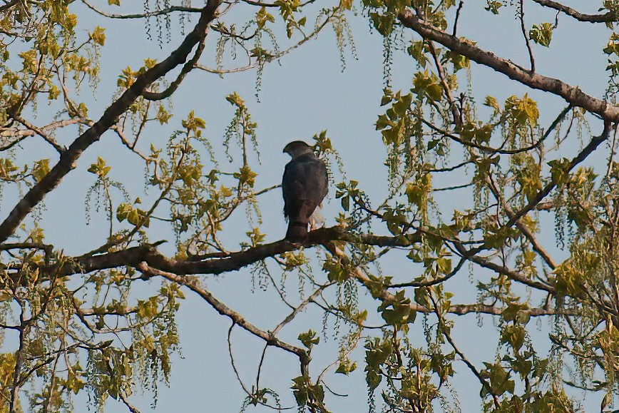eBird Checklist - 21 Apr 2023 - Vischer Ferry Nature & Historic ...