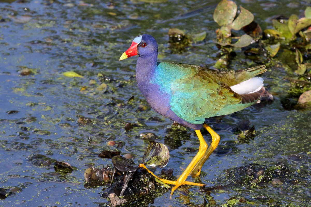 eBird Checklist - 21 Apr 2023 - Cullinan Park, Sugar Land (UTC 095 ...