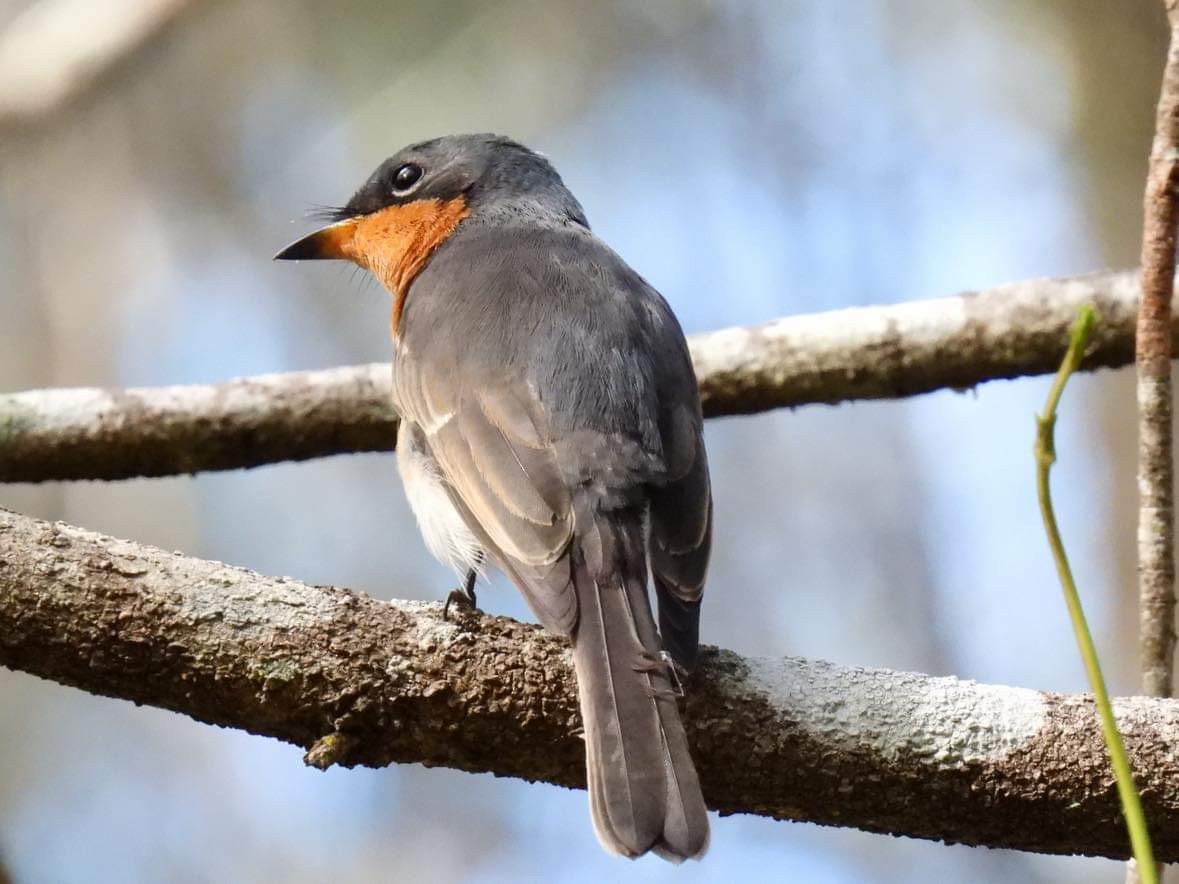 eBird Checklist - 22 Apr 2023 - Tinchi Tamba Wetlands--opposite 255 ...