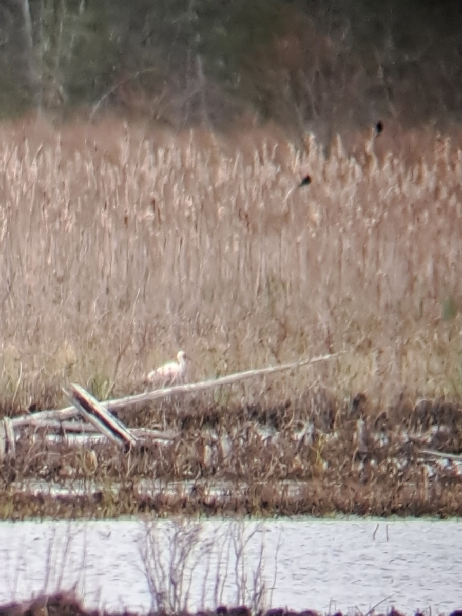 eBird Checklist - 22 Apr 2023 - Burrage Pond WMA - 40 species (+2 other ...