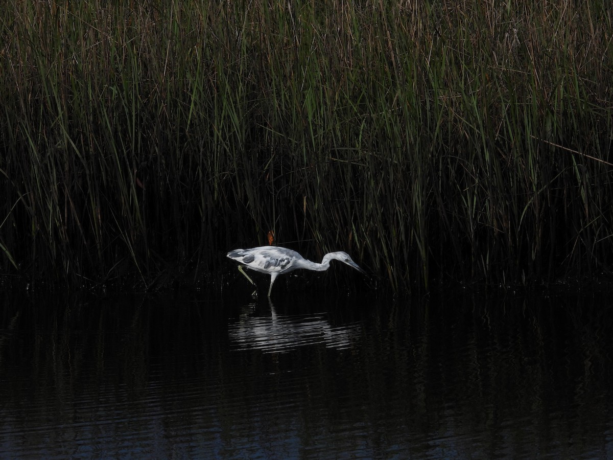 eBird Checklist - 22 Apr 2023 - Bayou Drive - 8 species