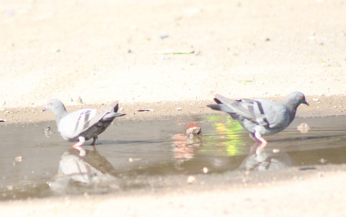 eBird India Checklist - 22 Apr 2023 - udyog_nagar_2 - 16 species